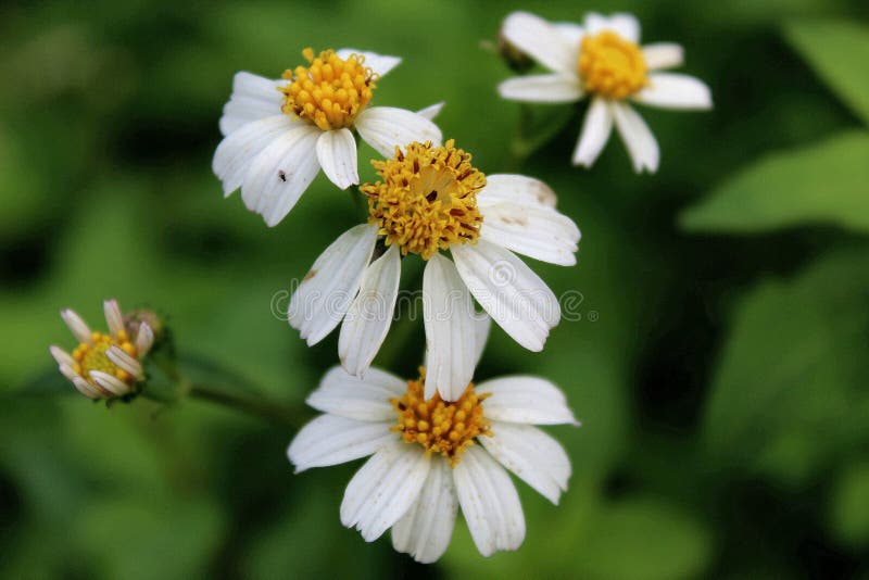 White Daisy Form Garden in My Behind House Stock Image - Image of ...