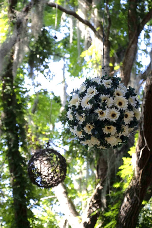White Daisy and Grapevine Pomanders Hanging among Trees Stock Photo ...