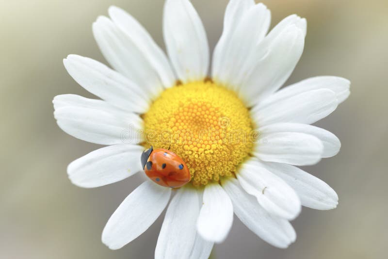 White daisy with ladybug stock image. Image of blossom - 109141427