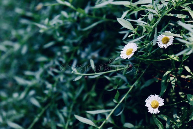White Daisy Like Flowers in the Same Branch Stock Image - Image of ...