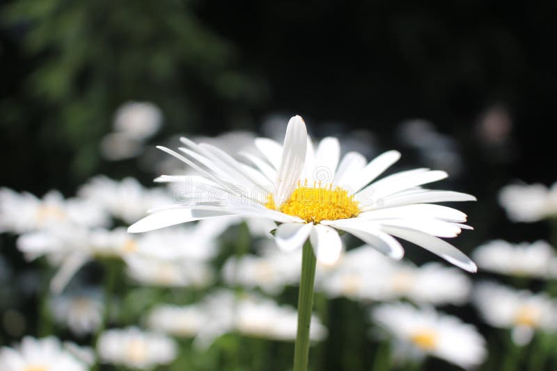 White Daisy Macro Photograph Stock Image - Image of daisies, white ...