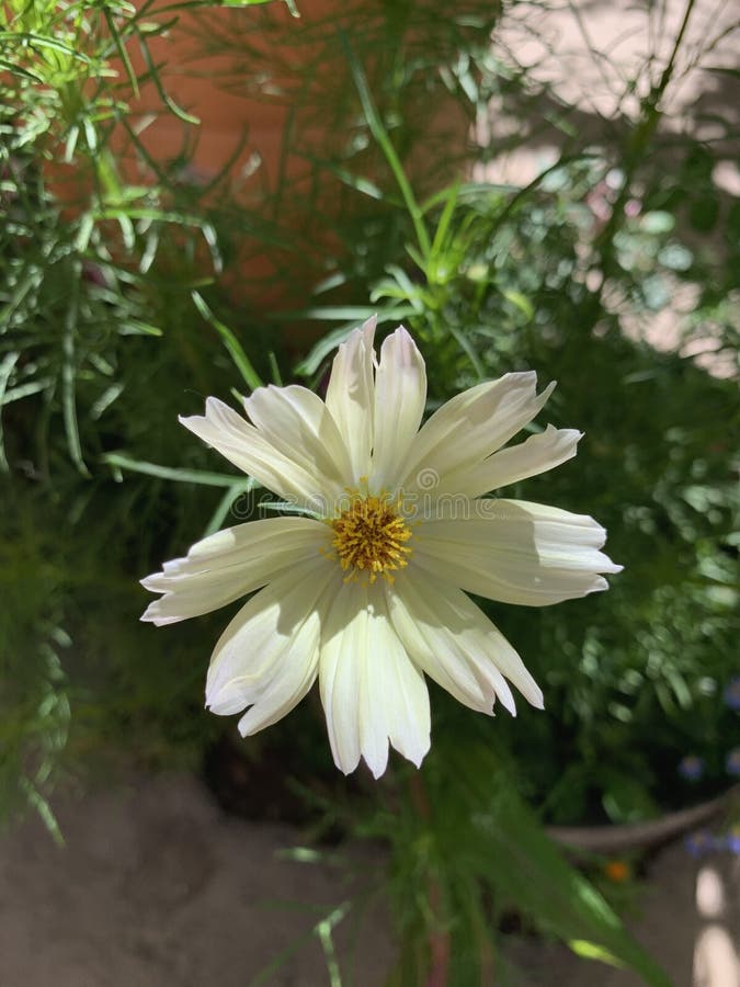 White daisy stock image. Image of petal, blossom, herb - 250519671