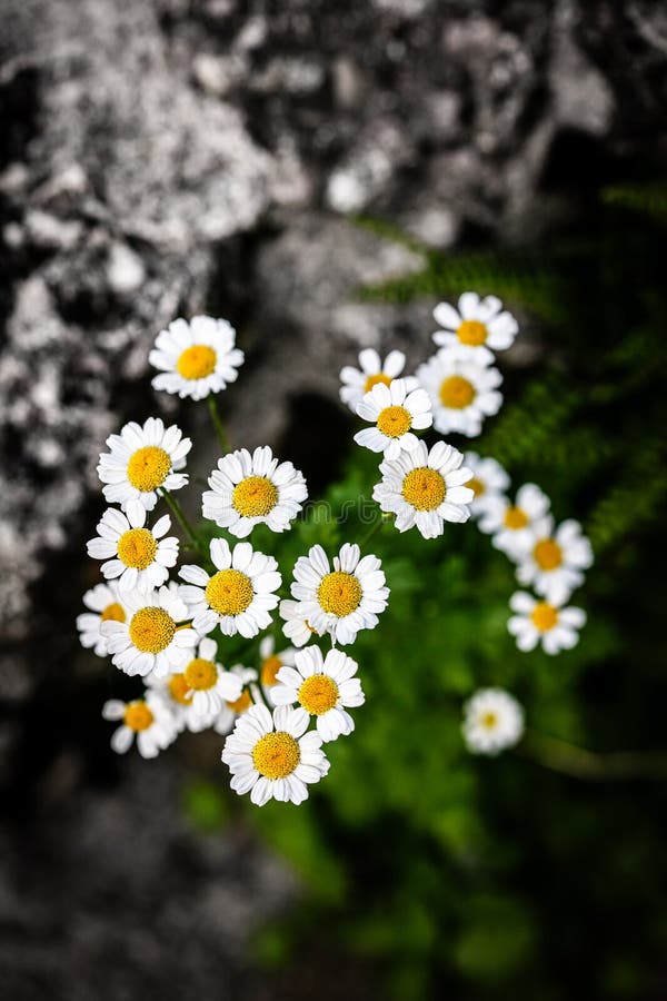 White Daisy Plant with Blossom in Fall Stock Photo - Image of blossom ...