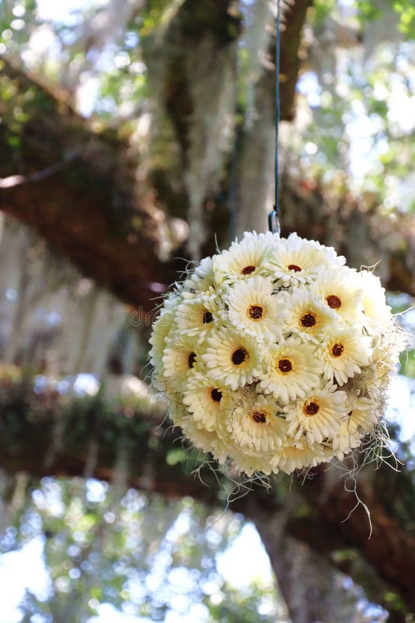 White Daisy Pomander Ball with Tree and Spanish Moss in Background ...