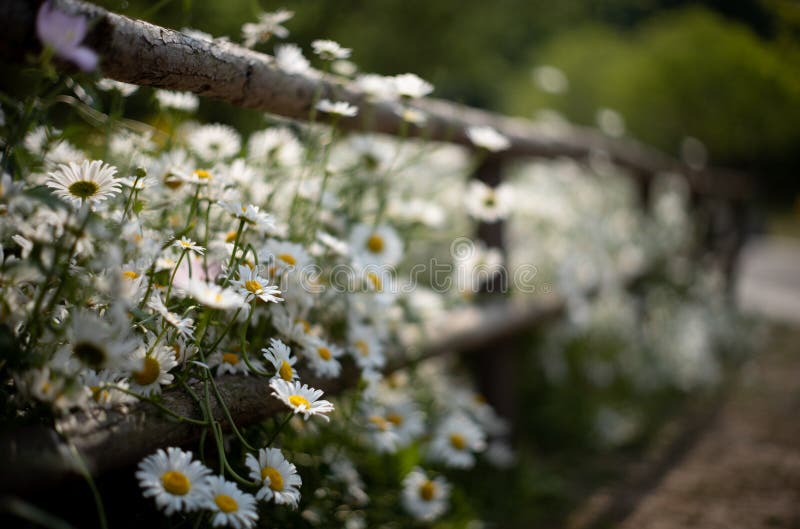 White daisy on road side stock image. Image of blooming - 255350287