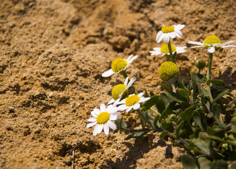 White daisy on the sand stock image. Image of botanic - 40330415