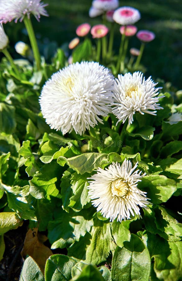 White Daisy in Spring. Nice Early Bloomers Stock Image - Image of daisy ...