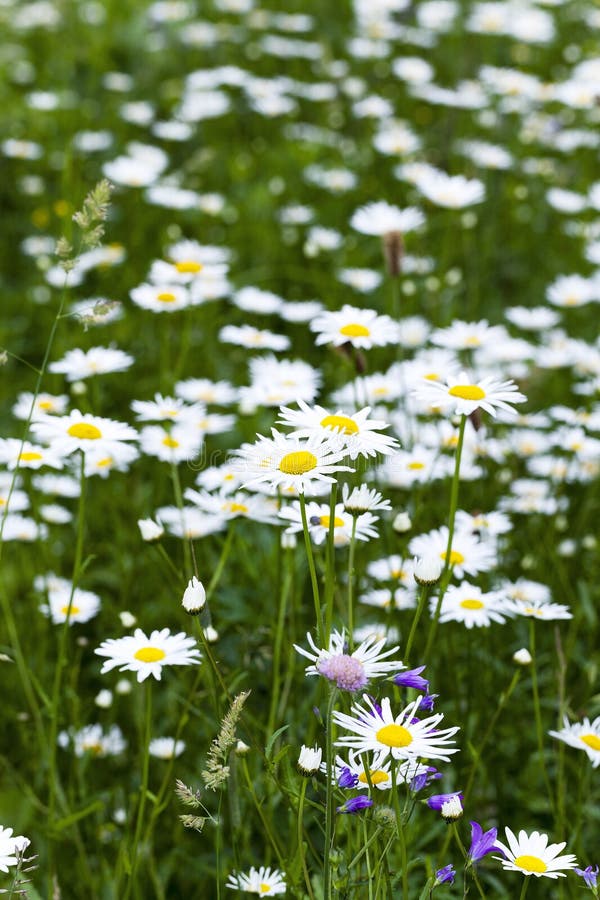 White daisy , spring stock photo. Image of flaccid, medium - 69641268