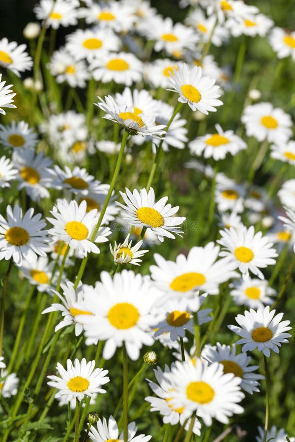 White daisy ,spring stock photo. Image of nature, daisy - 69641980