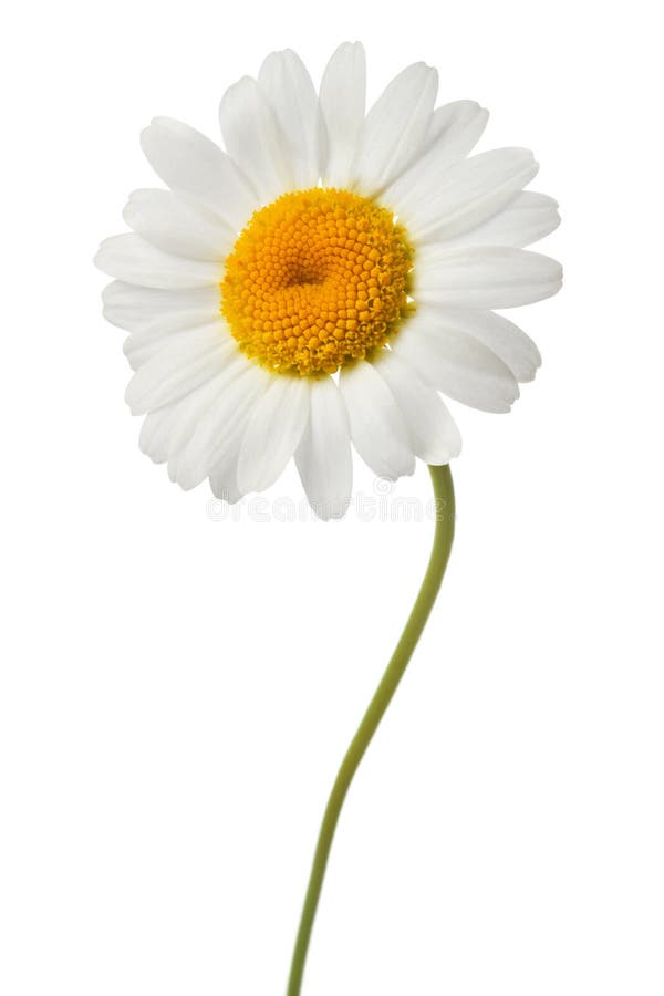 White daisy stock image. Image of arrangement, decoration - 40798359