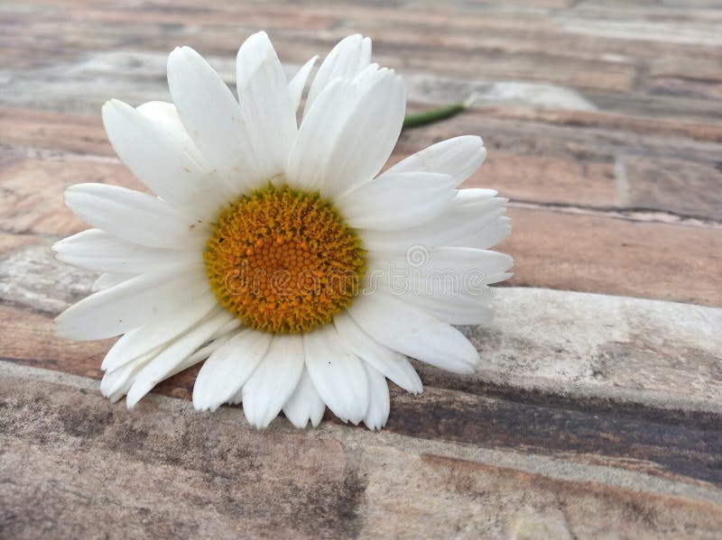 White Daisy on Wooden Pattern Texture Background. Spring or Summer ...