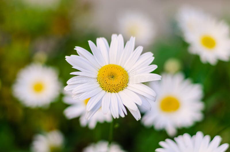 White Daisy with Yellow Center Closeup on Blurred Green Summer ...