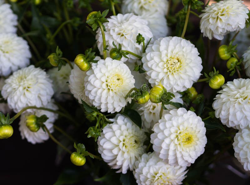 1,143 White Dalia Flowers Stock Photos - Free & Royalty-Free Stock ...