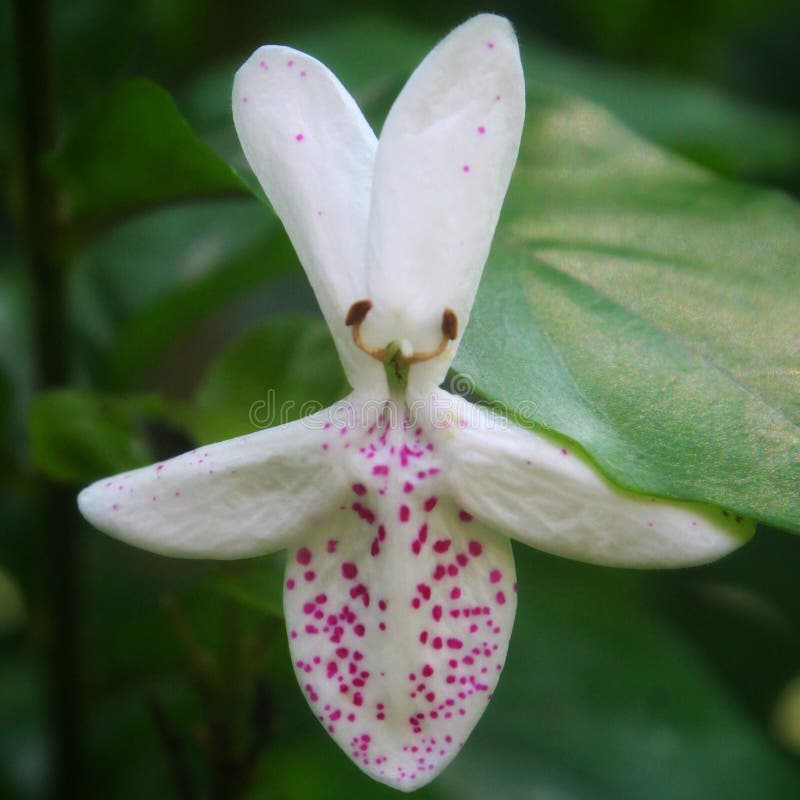White dancing flower stock image. Image of blossom, flower - 270597453