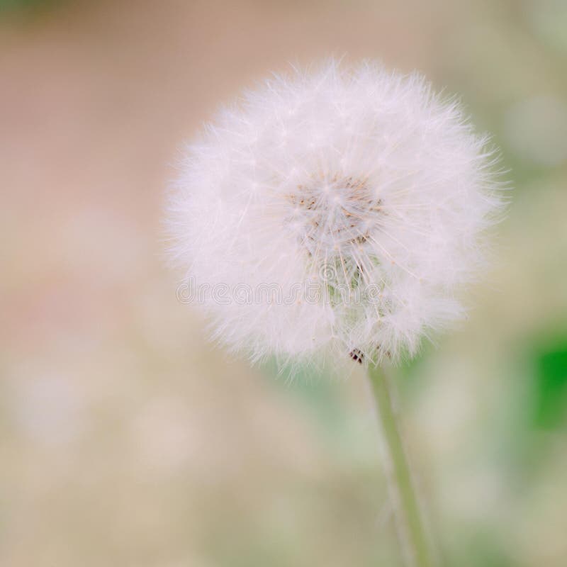 Scattered Dandelions Against a Blurred Background Stock Image - Image ...