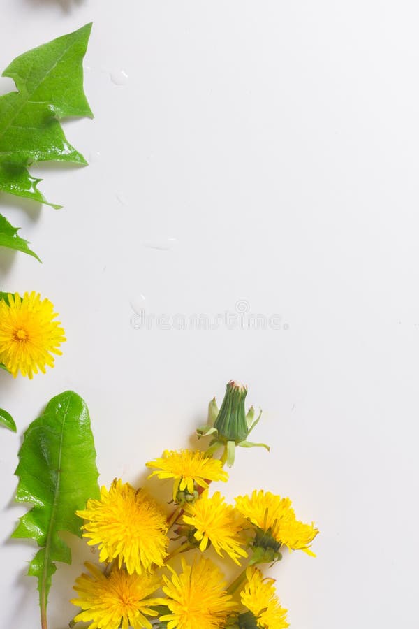 White dandelion on blue stock image. Image of fresh - 109736245