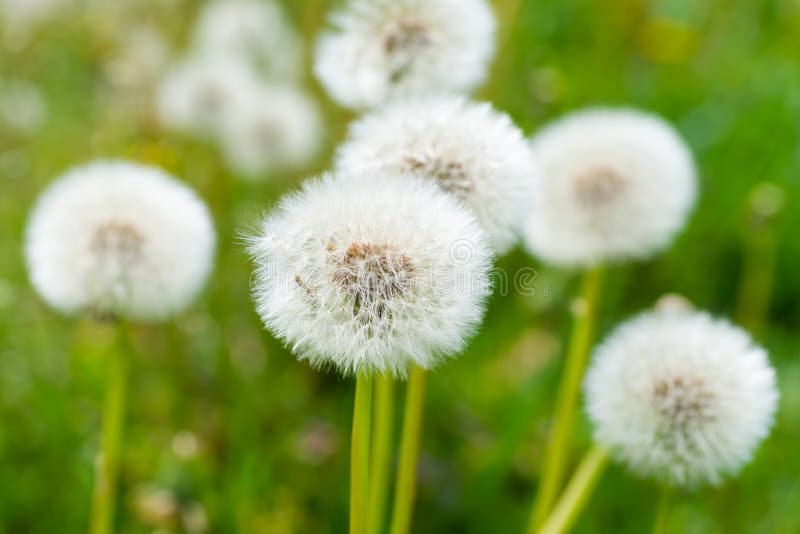 White dandelion flowers stock image. Image of green - 280003159