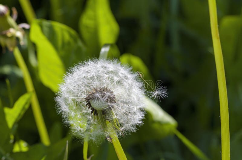 White Dandelion on a Green Stalk Stock Photo - Image of green, delicate ...