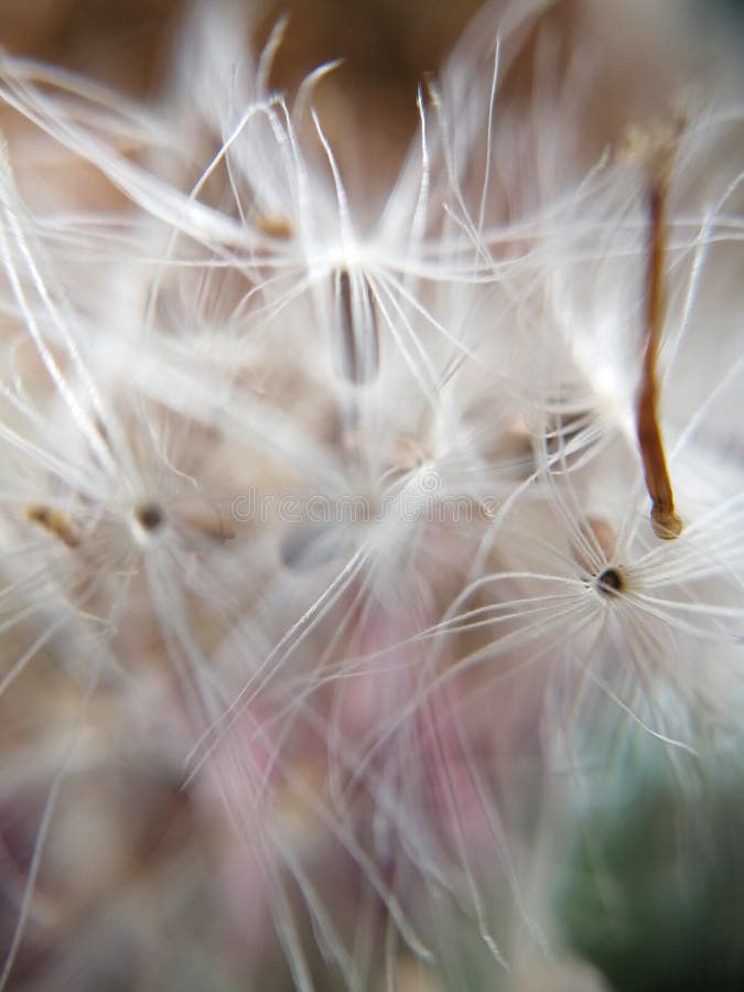 White Dandelion Seeds, Close-up, White Fluff Stock Image - Image of ...
