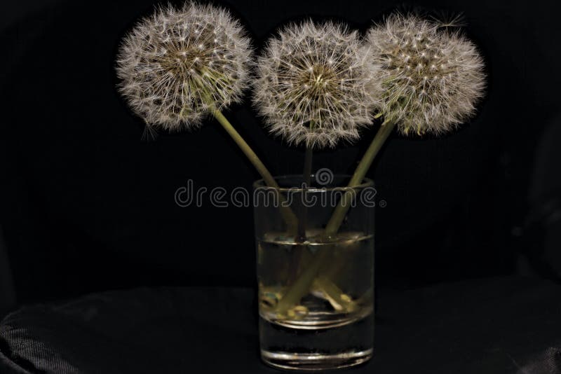 White Dandelions in Glass on Black Background Closeup Stock Photo ...