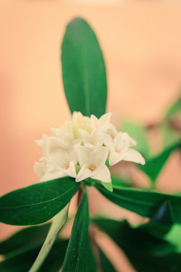 White daphne flower stock photo. Image of botanical - 243856646