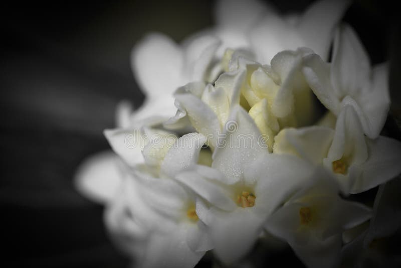 White daphne flower stock photo. Image of gardening - 243856714