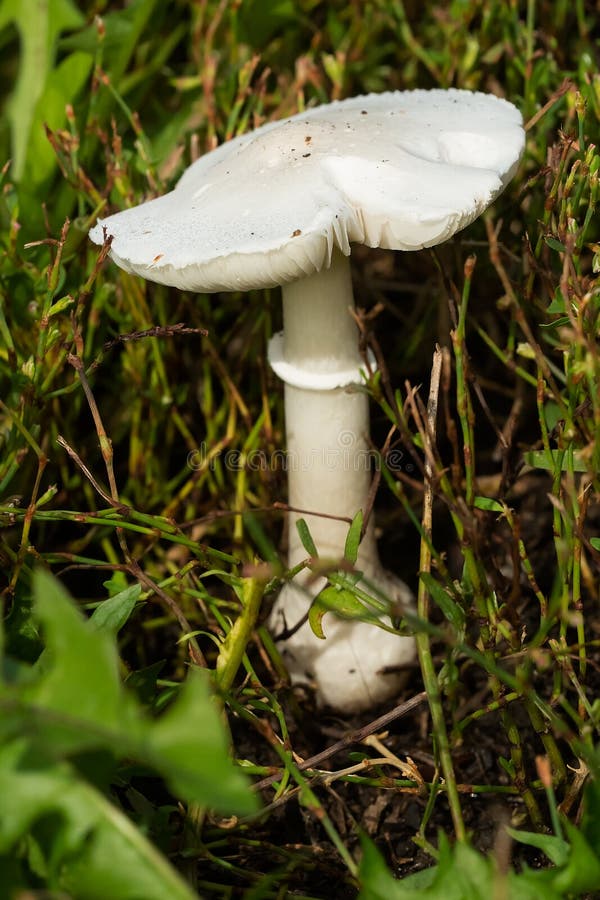 White Dapperling - Leucoagaricus Leucothites Stock Photo - Image of ...