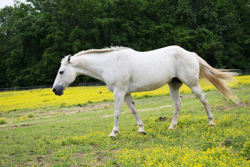 White dappled horse stock image. Image of nature, freedom - 13528245