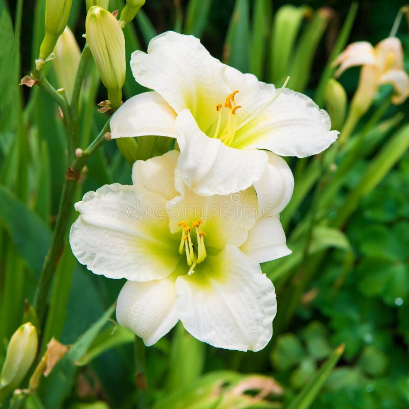 A White Daylily on a Green Background Stock Image - Image of petal ...