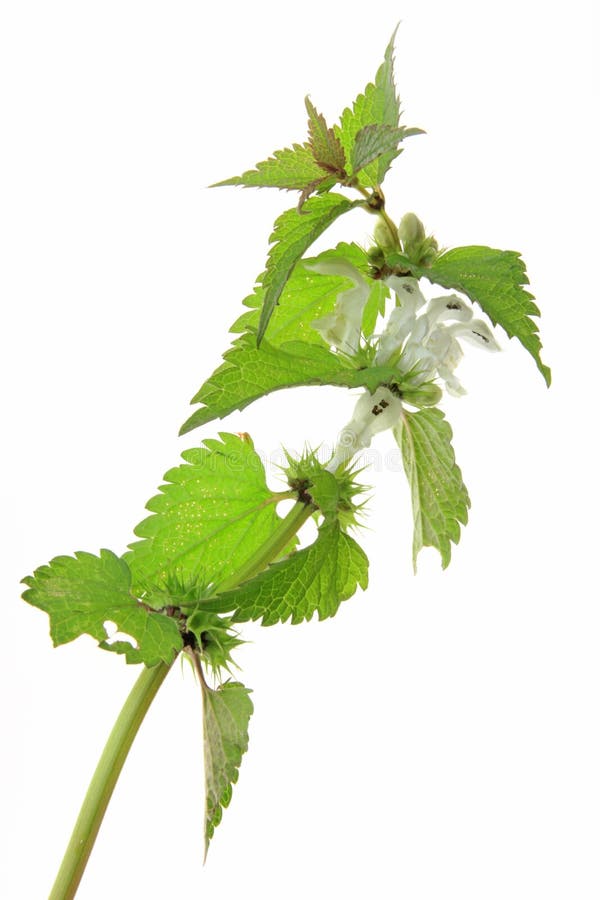 White Dead Nettle (Lamium Album) Stock Image - Image of lamium, natural ...
