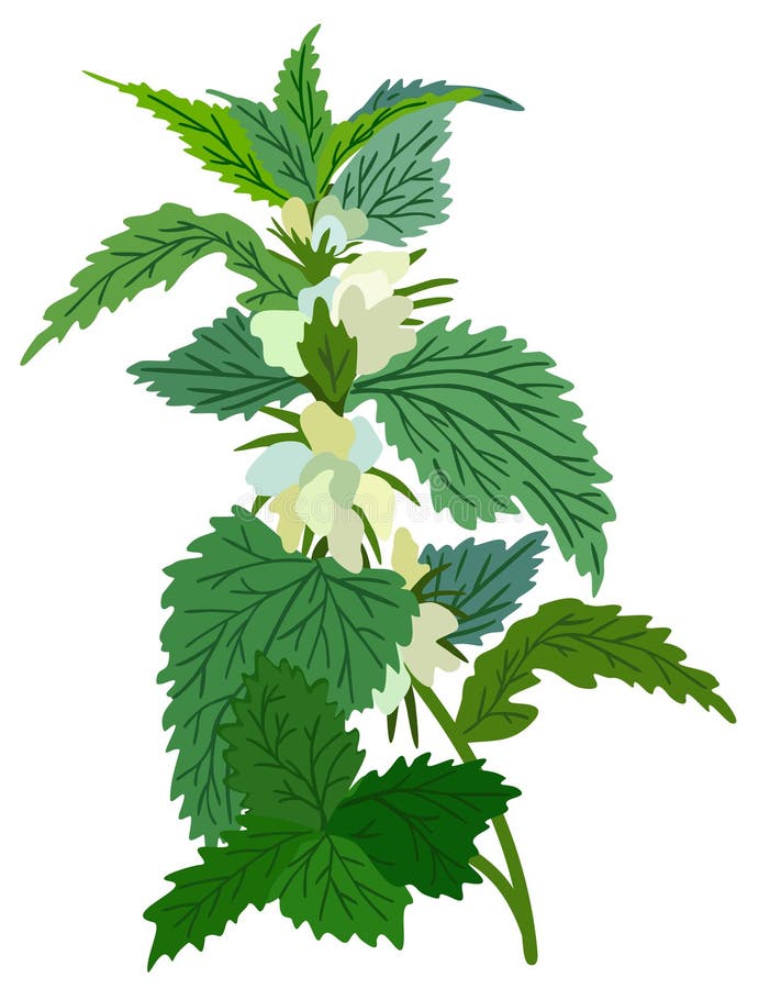 White Dead Nettle Plant. Vector Isolated Illustration Stock Vector ...
