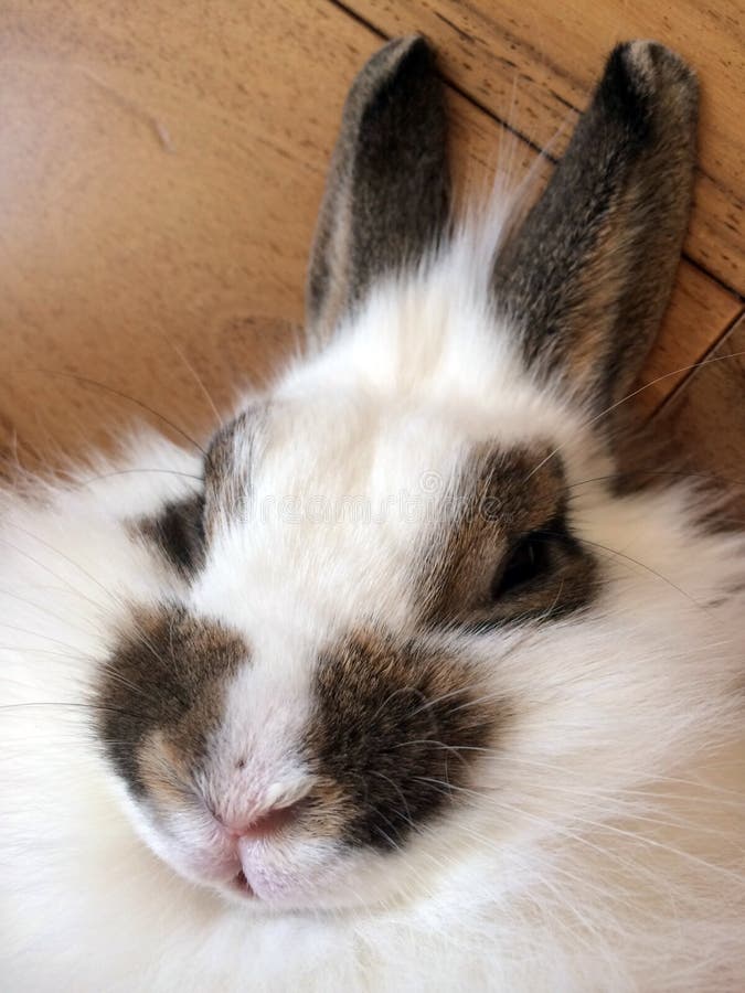 Close Up Front View Of A Turkish Passport On US Map Stock Image - Image ...