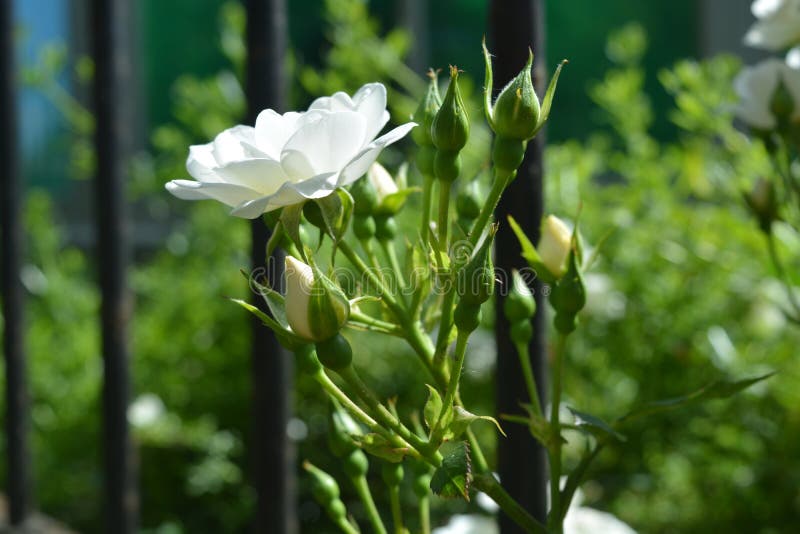 White decorative roses stock image. Image of roseslife - 94387081