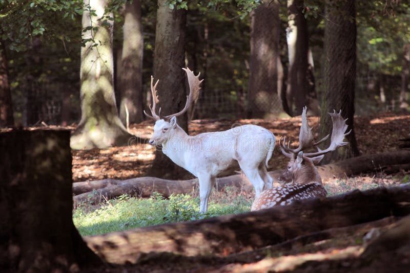 White Deer stock photo. Image of hunting, clearing, white - 28241136