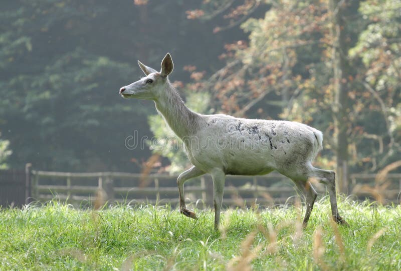 Female roe deer stock image. Image of deer, natural, foxy - 33106739