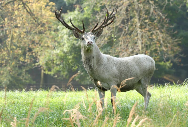 White deer male stock image. Image of white, male, cervus - 46509409