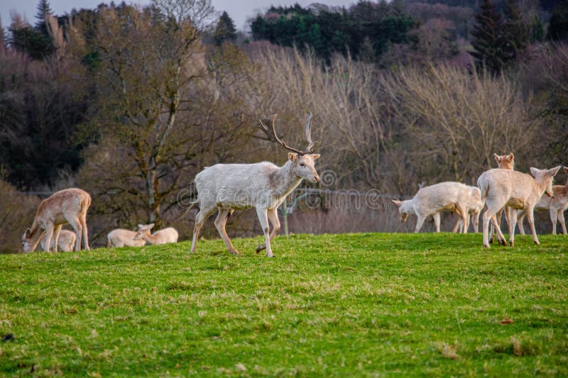 White Deer Mallow Castle Co Cork Stock Photos - Free & Royalty-Free ...