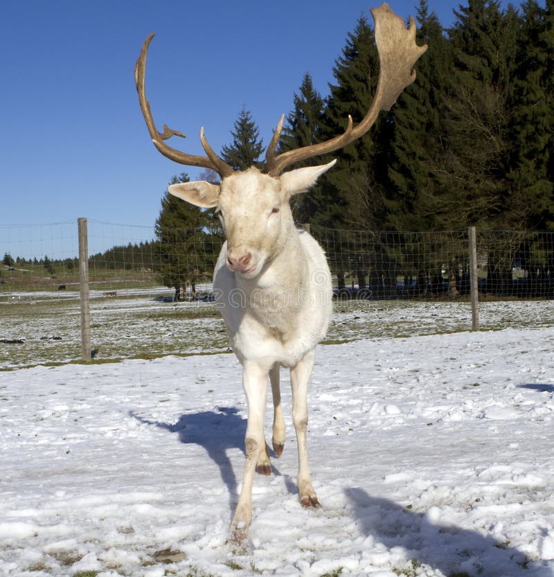 White deer stock photo. Image of close, color, portrait - 35646318
