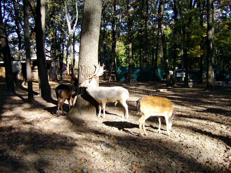 White Deer and Sika Deer at the Zoo. Walk in the Park, Zoo Stock Photo ...