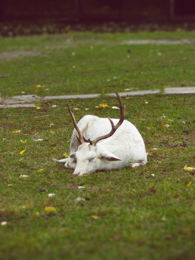 White Deer stock image. Image of deer, young, nyoung - 43436571