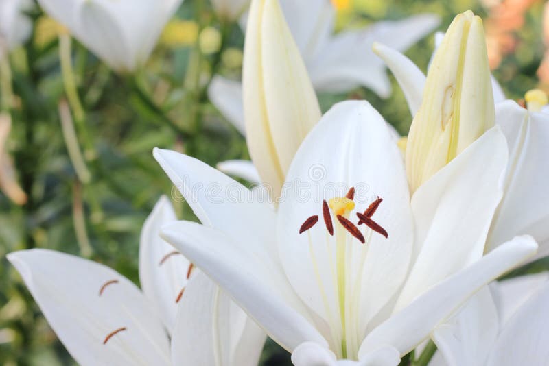 White delicate lily stock image. Image of bush, petals - 73906833