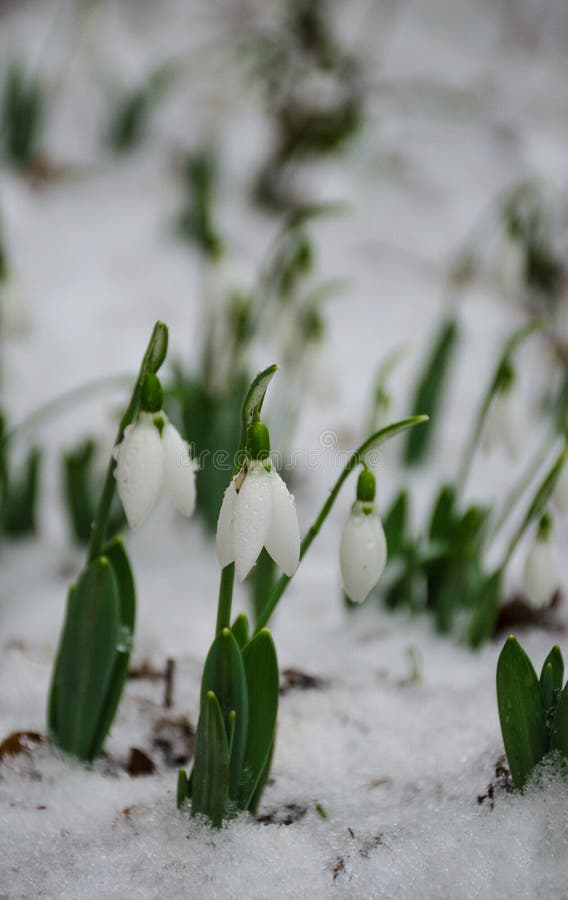 White and Delicate Snowdrop Flower, in Snow, Early Spring, Selective ...