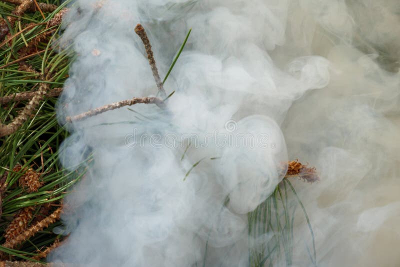White Dense Smoke from a Pine Trees Bonefire Stock Photo - Image of ...