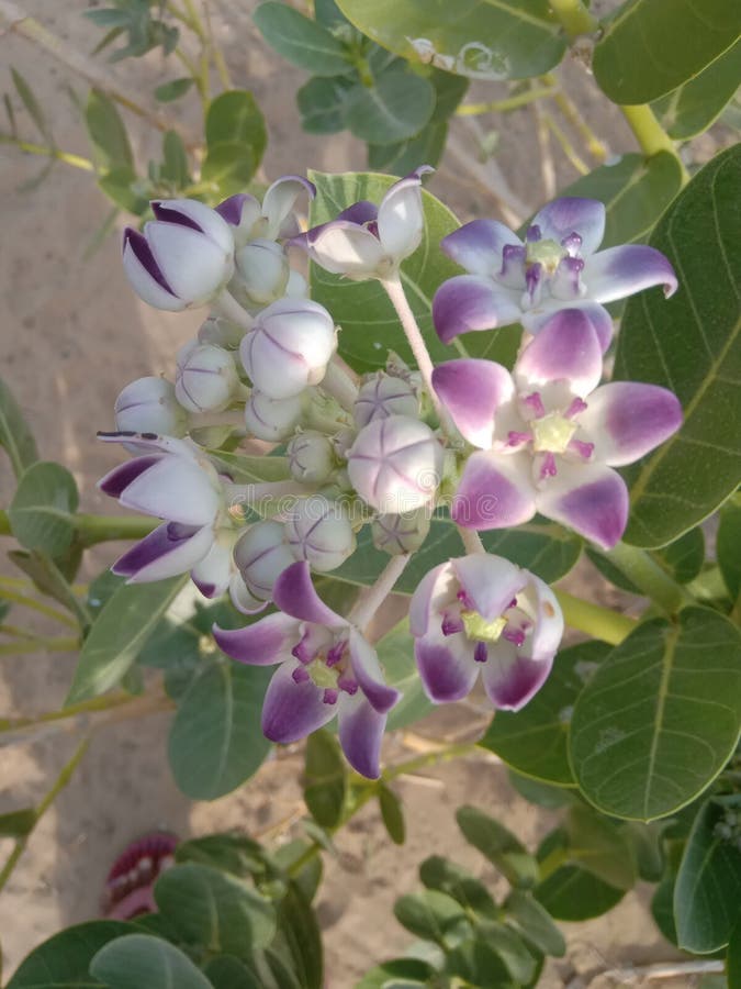 White Desert Flower are Blossming in Summer Season Stock Photo - Image ...