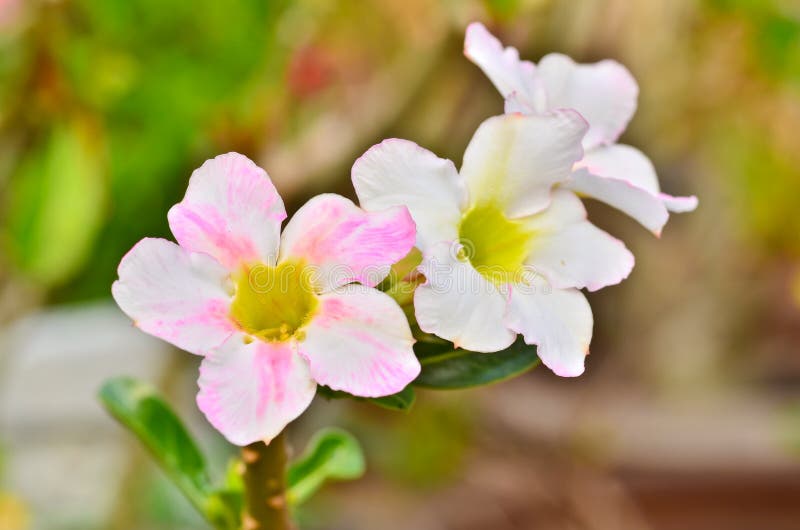 White Desert Flower stock image. Image of beautiful, flower - 38598209