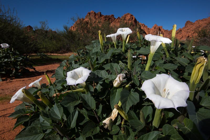 Nevada Flowers Stock Photos - Download 1,813 Royalty Free Photos