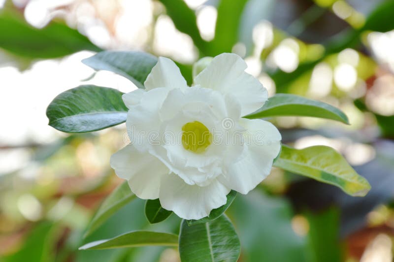 White Desert Rose Blooming on Branch in Garden Stock Image - Image of ...