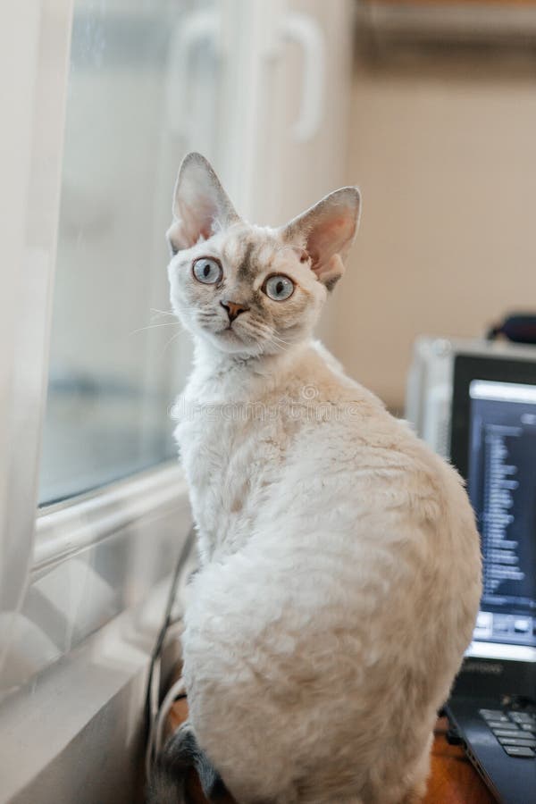 622 Blue Devon Rex Stock Photos - Free & Royalty-Free Stock Photos from ...