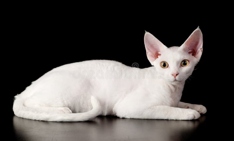 White devon rex cat. stock image. Image of background - 40967119