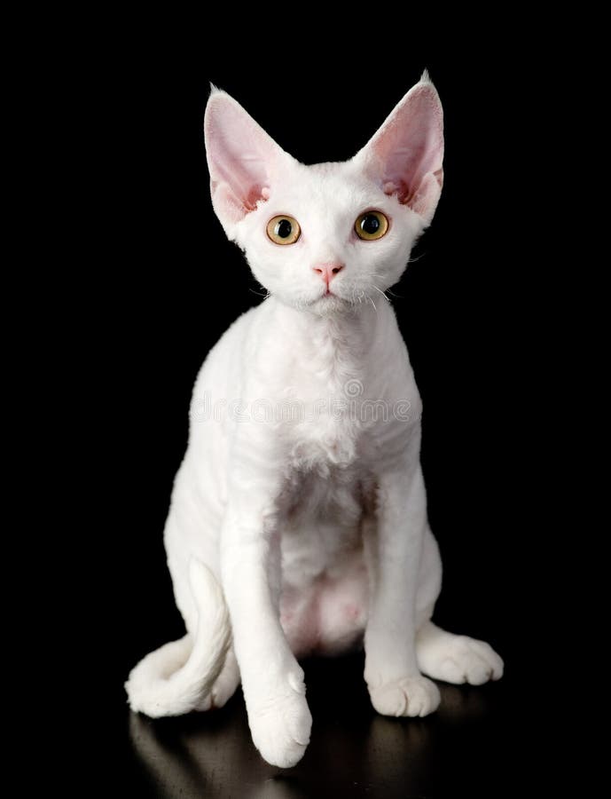 Devon Rex Cat On White Background Stock Photo - Image of purebred ...